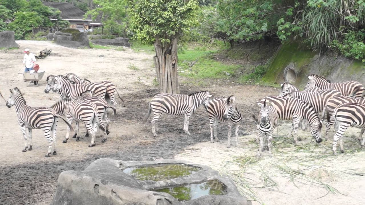 Taipei Zoo Zebra - YouTube