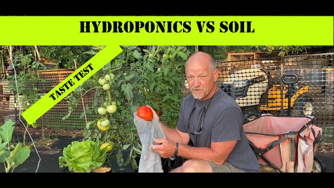 Tomato Taste Test Hydroponics vs Soil Grown Hossinator STM2255 Tomatoes ...