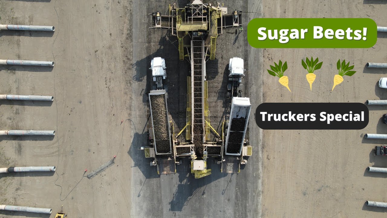 Sugar Beet Harvest (Truck Driving Special) - YouTube