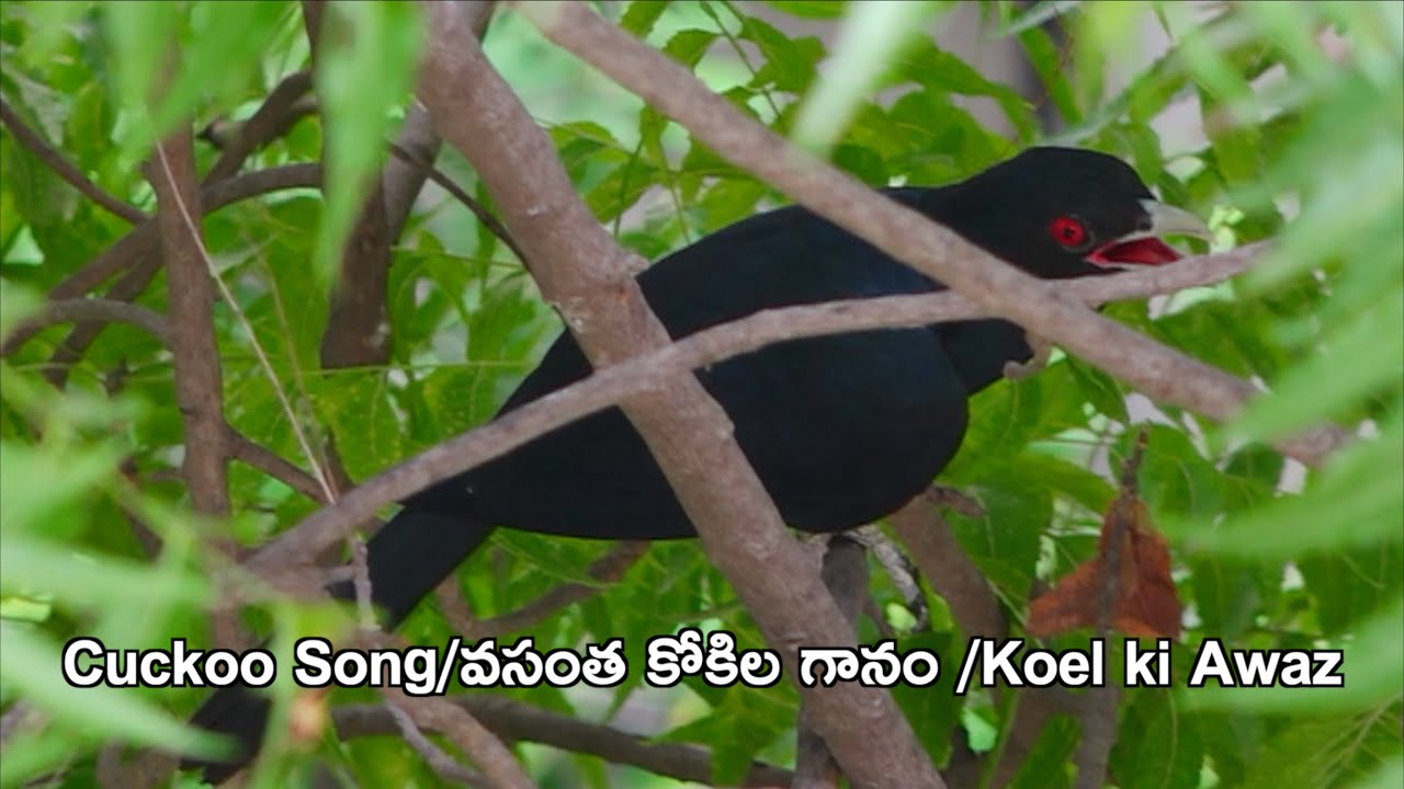 Koel bird singing sound /Cuckoo Song:వసంత కోకిల గానం :Koel ki Awaz | # ...