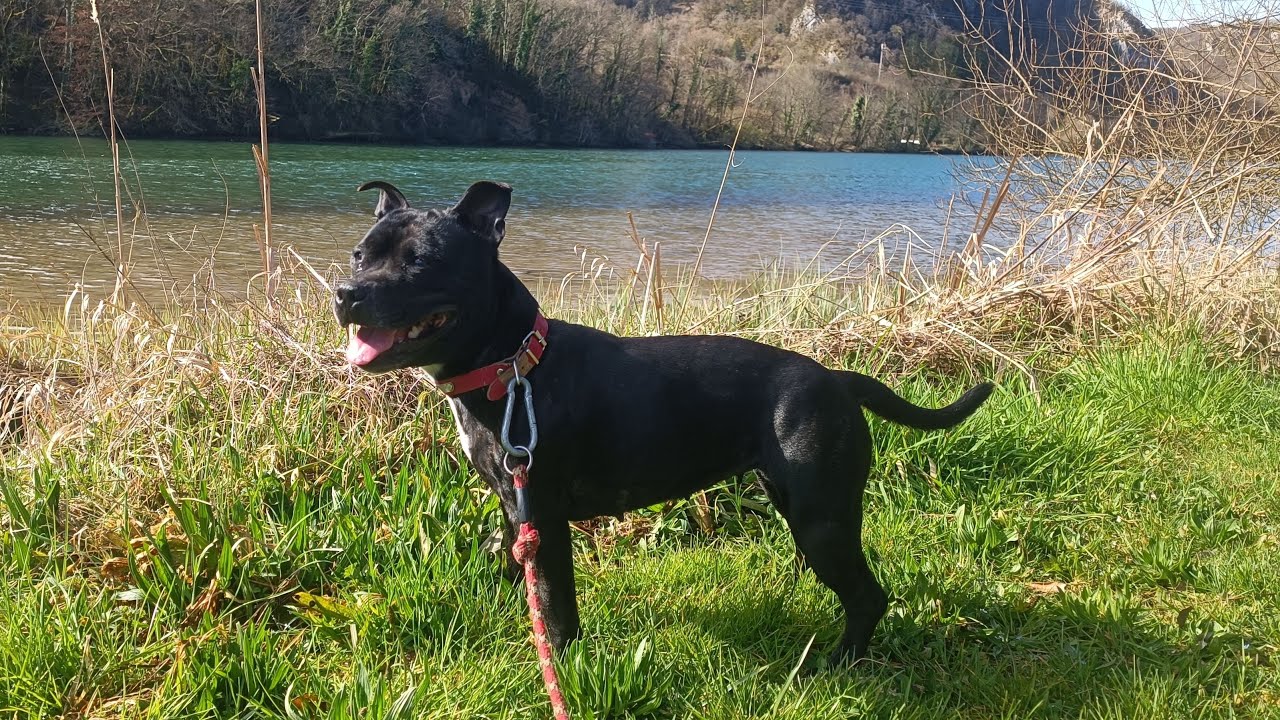 petite promenade avec ma Luciole 🐕 Voyages, rencontres et partages d ...