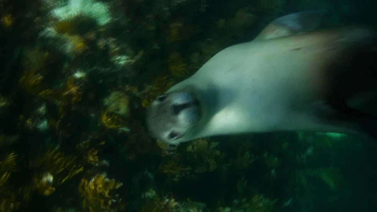 Diving North Kangaroo Island - South Australia - YouTube