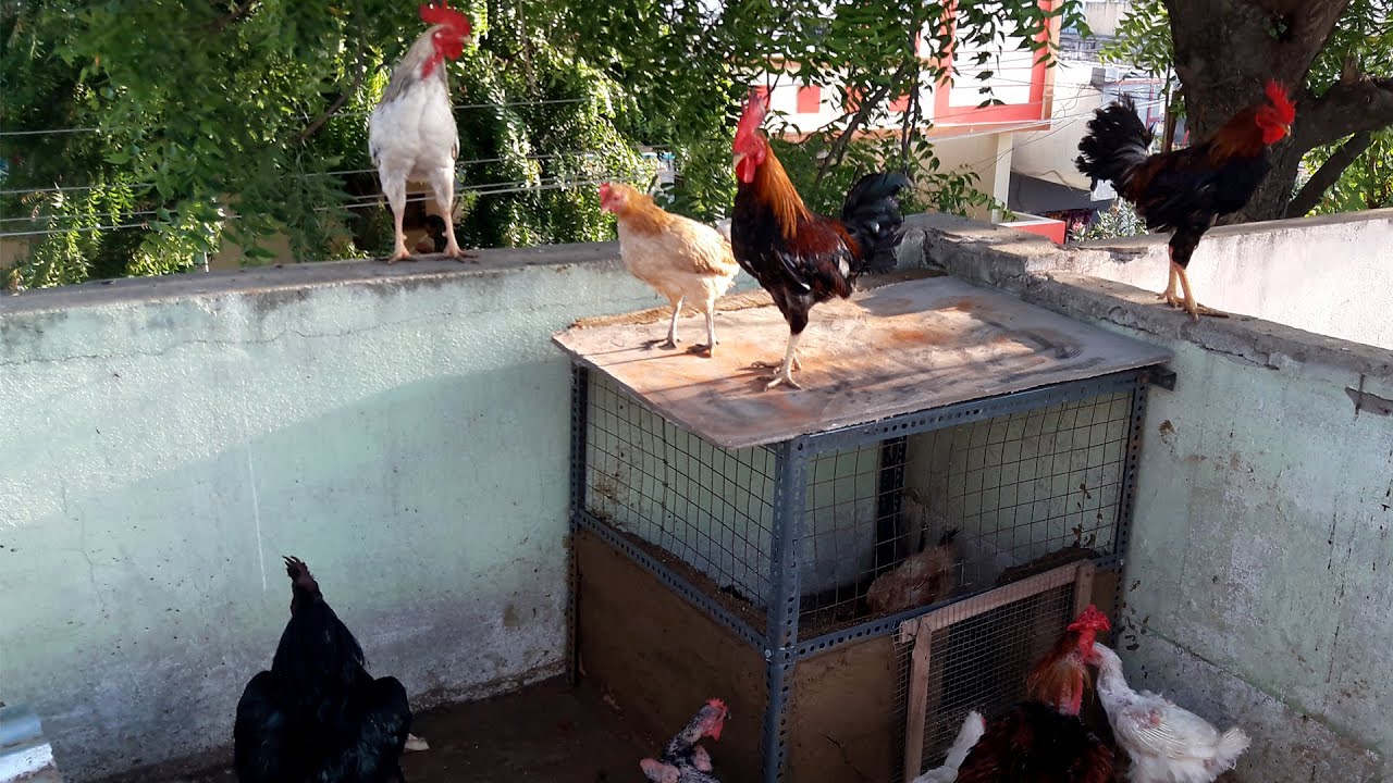 Mud Chicken Coop | Chicken House | Hen House - YouTube