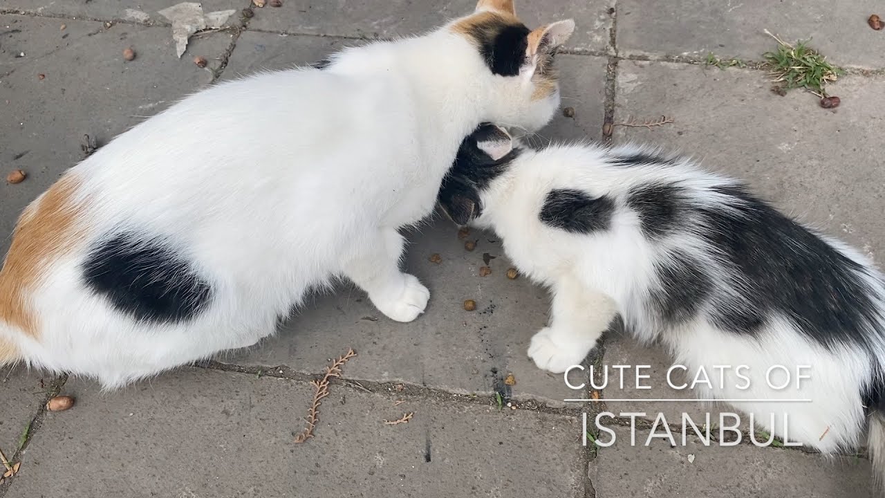 Stray Mother Cat and Her Cute Kitten - YouTube