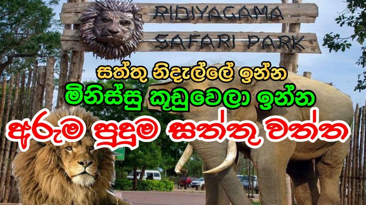 Safari Park - Ridiyagama | අරුම පුදුම සත්තු වත්ත|රිදියගම සෆාරි උද්‍යානය ...