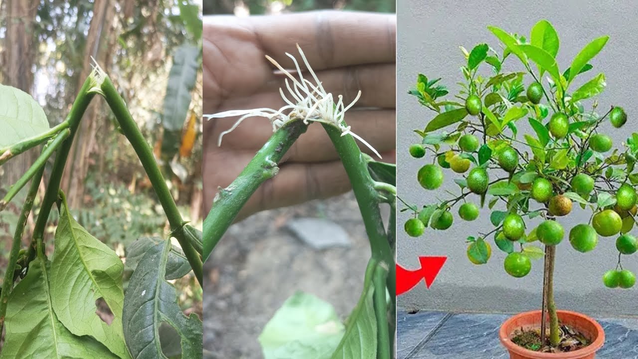 Same people know this technique brock and growing lemon tree branch ...