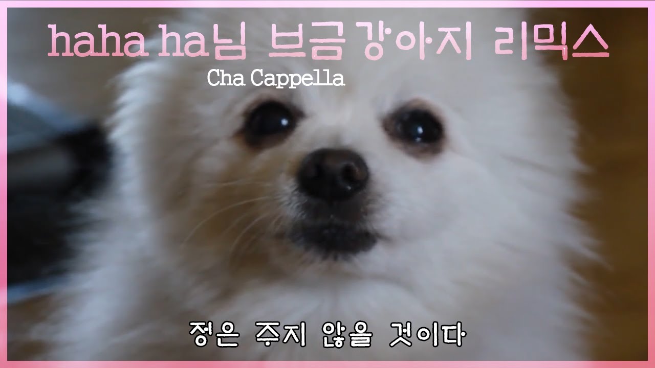 haha ha 브금 강아지 리믹스 / Cha Cappella 강아지 커버 - YouTube