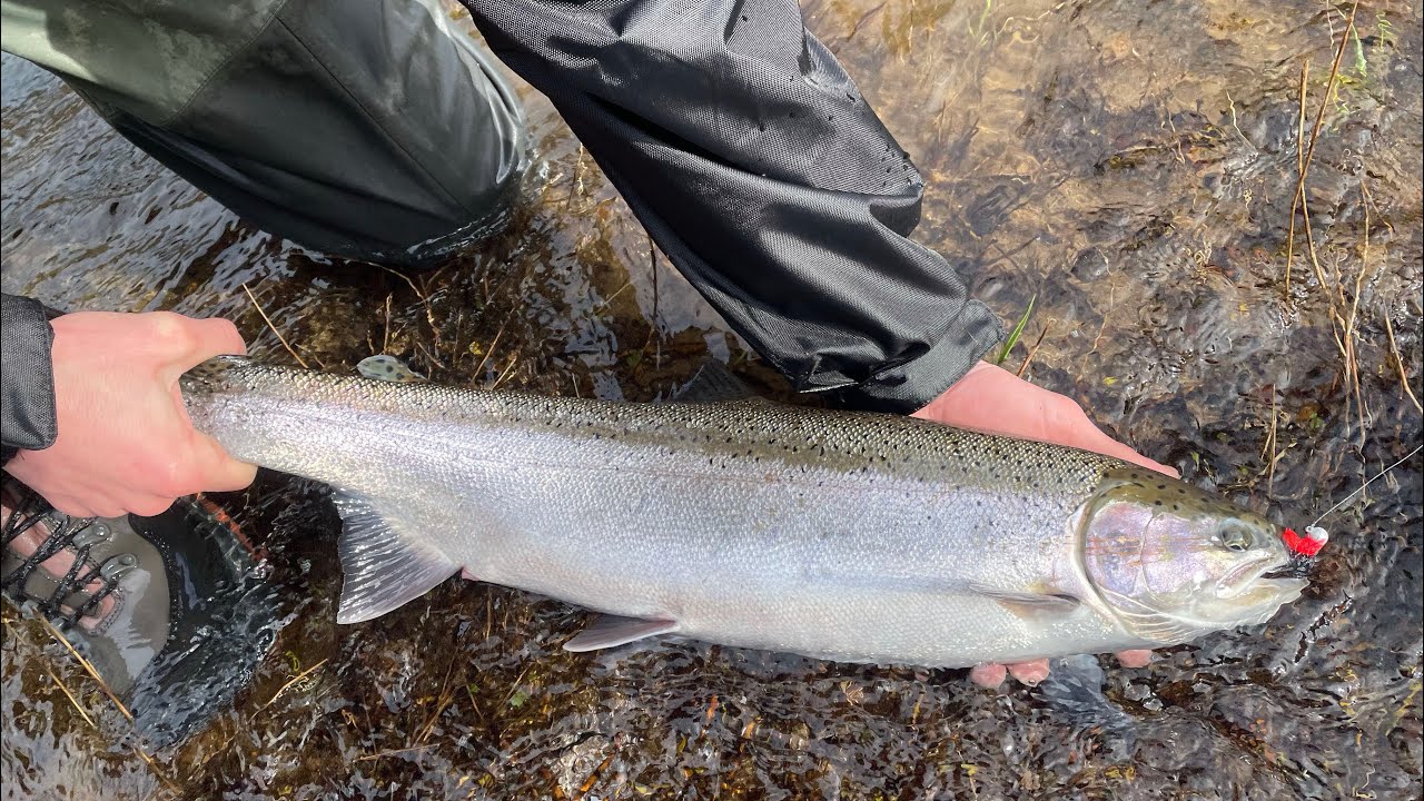 What you should use for WINTER STEELHEAD fishing in low clear water ...