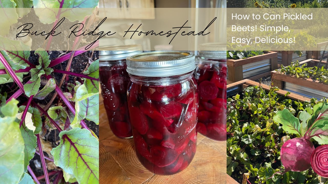 How To Can & Preserve Pickled Beets | Garden To Table On The Homestead ...