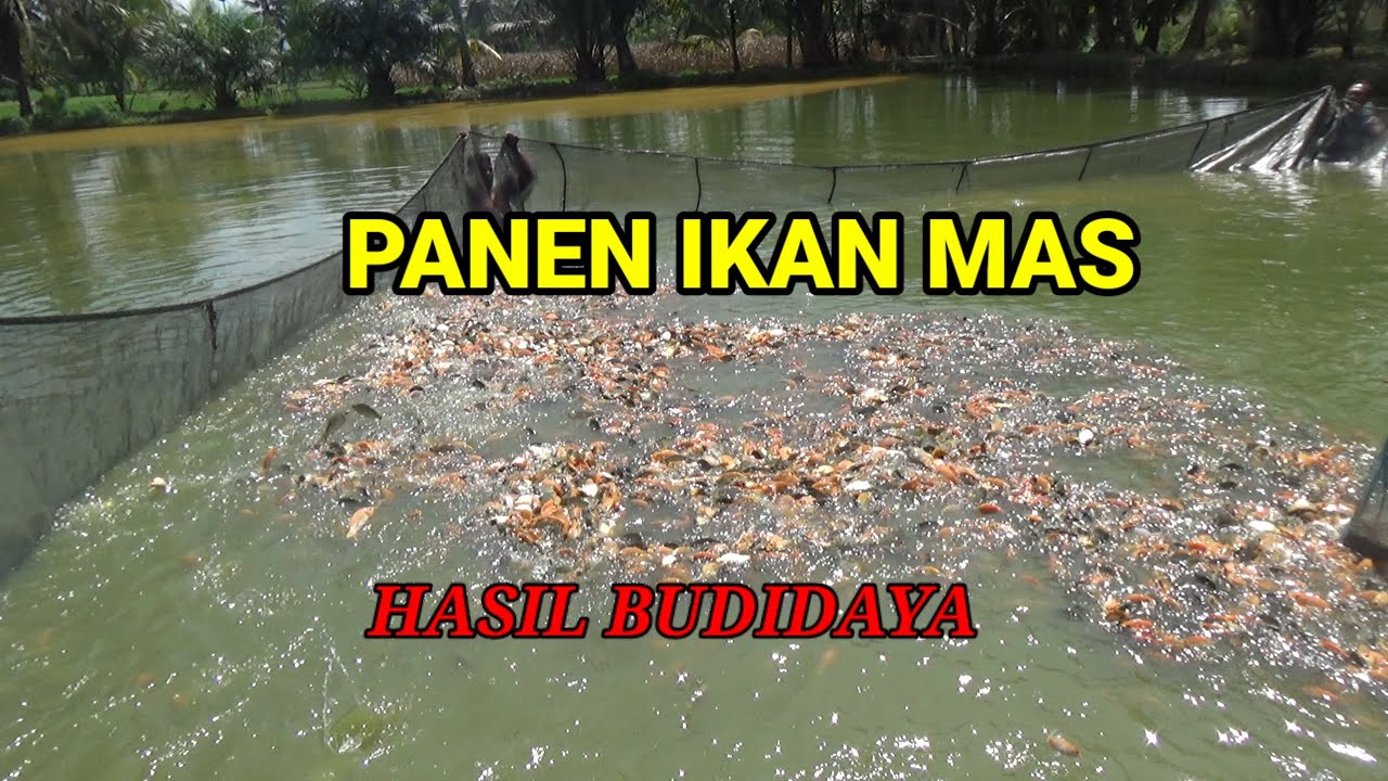 PANEN IKAN MAS HASIL BUDIDAYA - YouTube