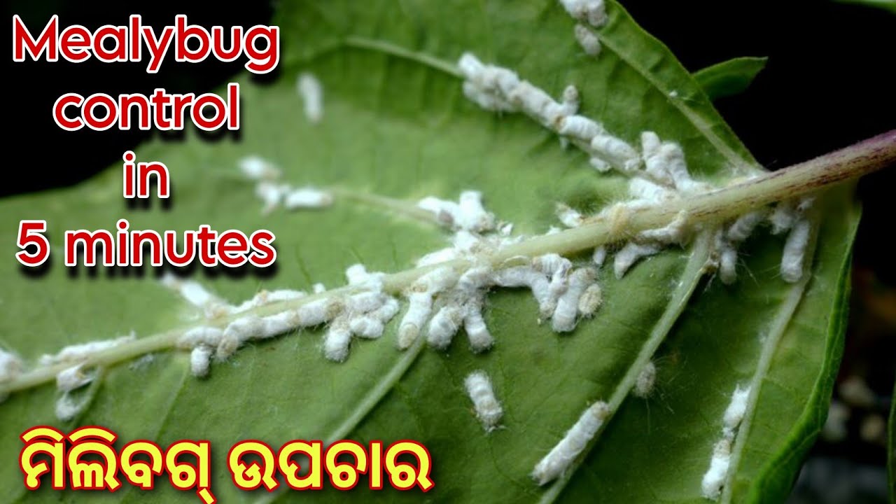 Mealybug Control in Plants Instantly || ମିଲିବଗ୍ ରୁ ମୁକ୍ତି 5 ମିନିଟ୍ ରେ ...