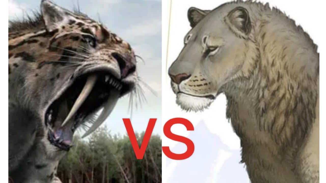 saber tooth tiger vs American lion #viral #wildlife #animals # ...