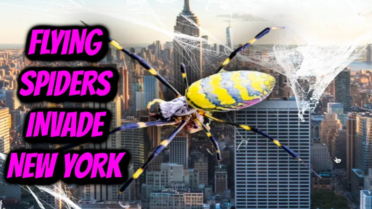 GIANT Flying Spiders are invading New York City - YouTube