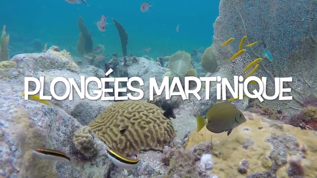 Plongée Martinique - YouTube