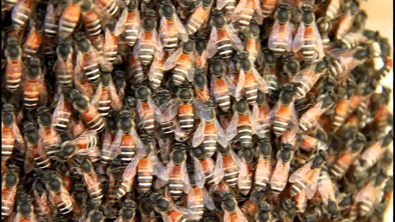 Apis florea 2, Chiang Mai, Thailand - YouTube