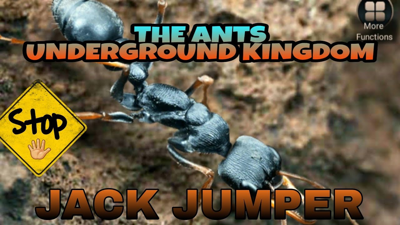 THE ANTS UNDERGROUND KINGDOM - JACK JUMPER. TAXONOMY. - YouTube