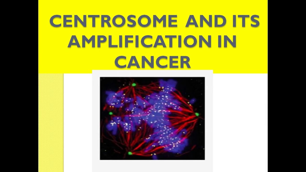 CENTROSOME AND ITS AMPLIFICATION IN CANCER||biology short notes #Cancer ...