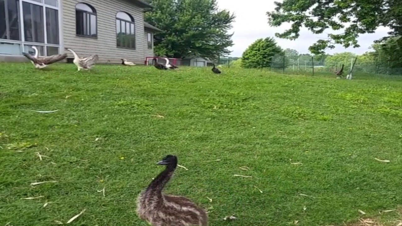 Dancing Emus Montage - YouTube