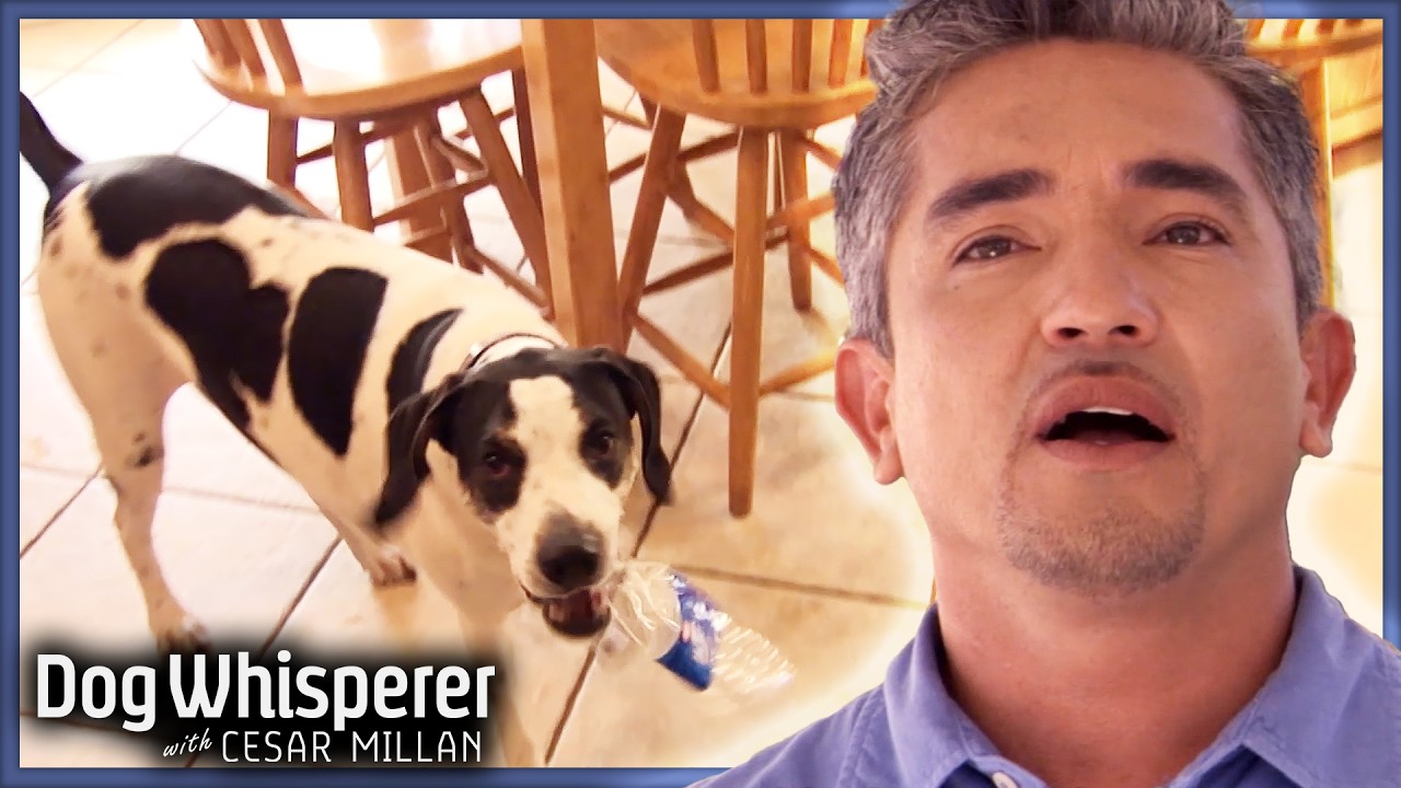 Can Cesar Millan Stop Great Dane's Chewing Obsession? | Dog Whisperer ...