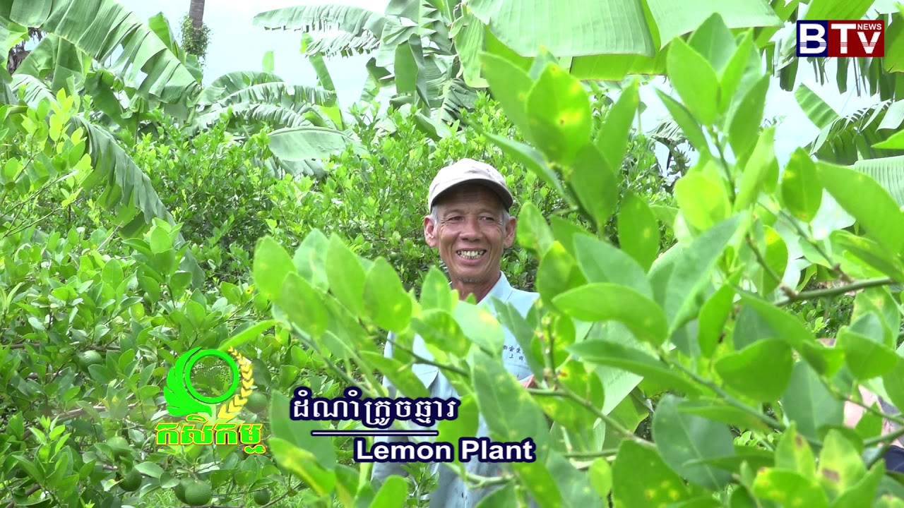 Agriculture : Lemon in Small family farm _Ep.01 - YouTube