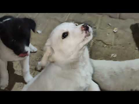 Cute Baby Dog Moments That Went Viral ❤️