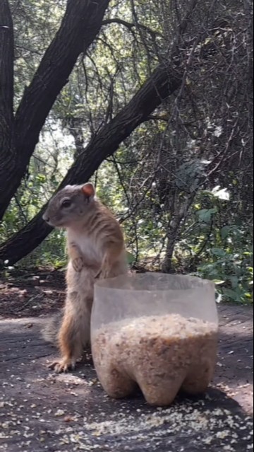 Nervous squirrel looking for predators #animals #wildlife #nature - YouTube