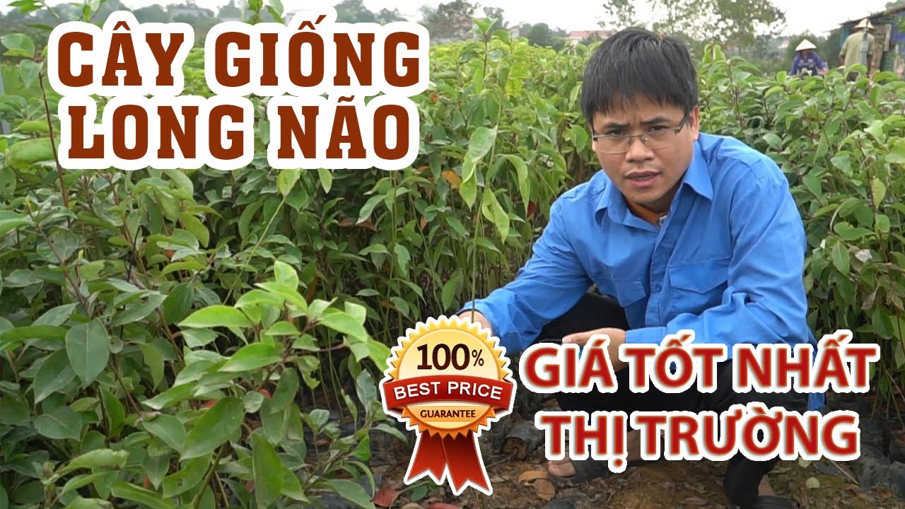 Cây Long Não Giống (dã hương) cây công trình giá rẻ | 0764 456 123 ...