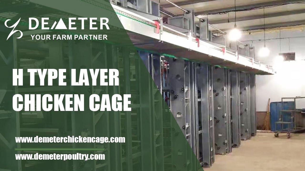 50,000PCS Automated Battery Layer Chicken Cage Poultry Farm Design ...