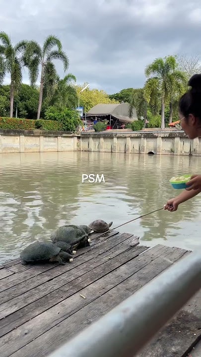เต่าไทย #เต่า - YouTube