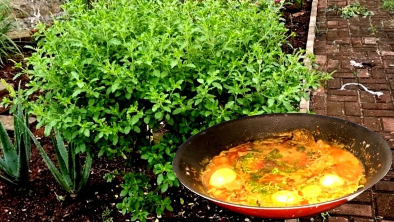 PETIK DAUN RUKU RUKU .BUAT MASAK GULAI IKAN - YouTube