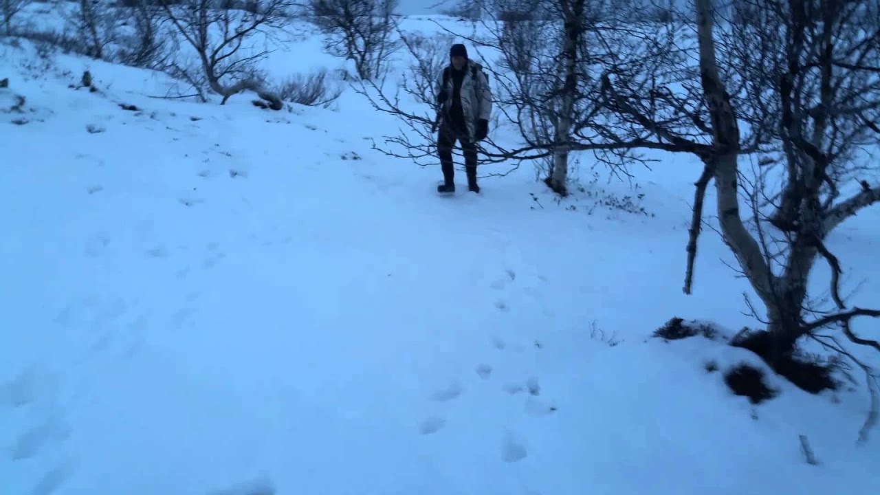 Jakt cocker King. Vinterjakt på rype. - YouTube