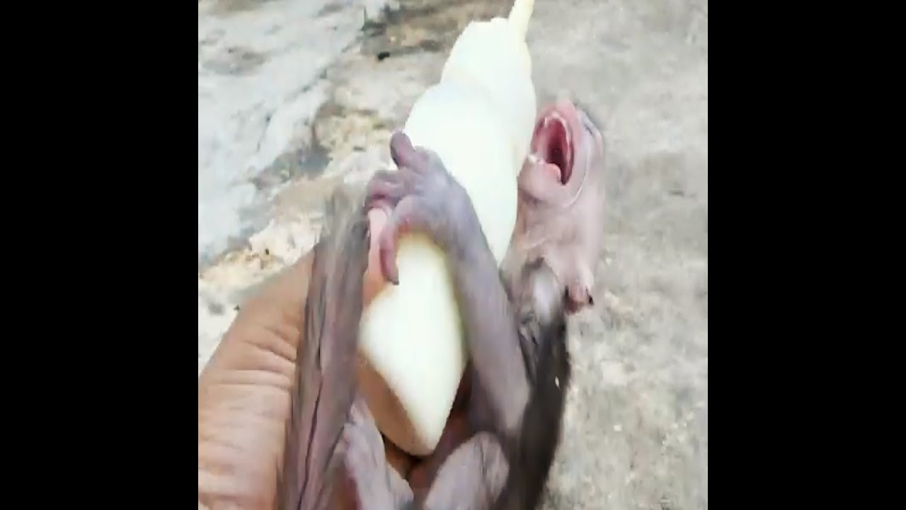 Million pity poorly baby monkey - YouTube