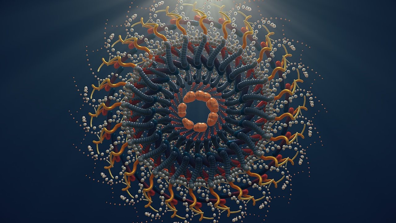 Mandala Mograph 079 | Abstract Mandala Motion | 3d Animated - YouTube