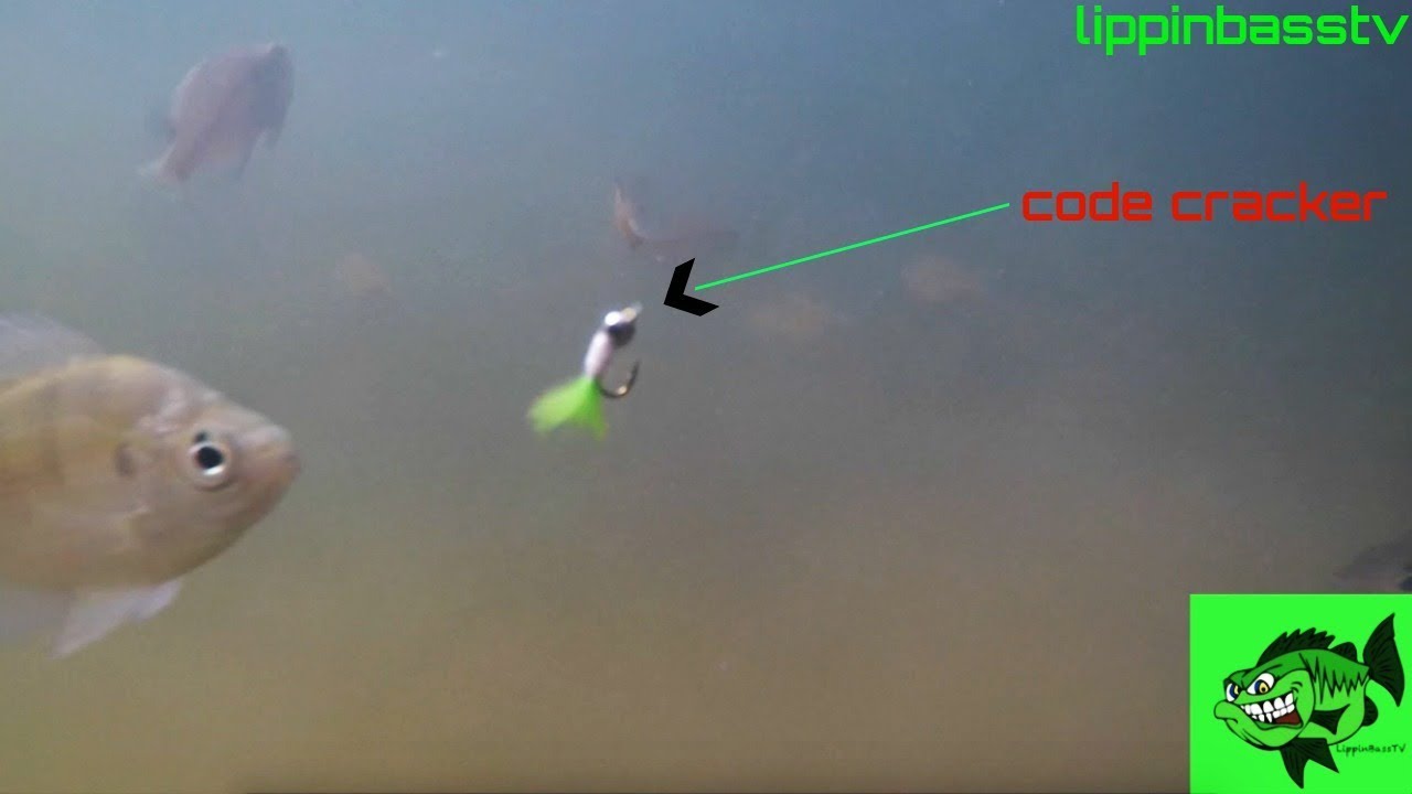 Bluegill Fishing With Flies (INSANE UNDERWATER FOOTAGE) - YouTube