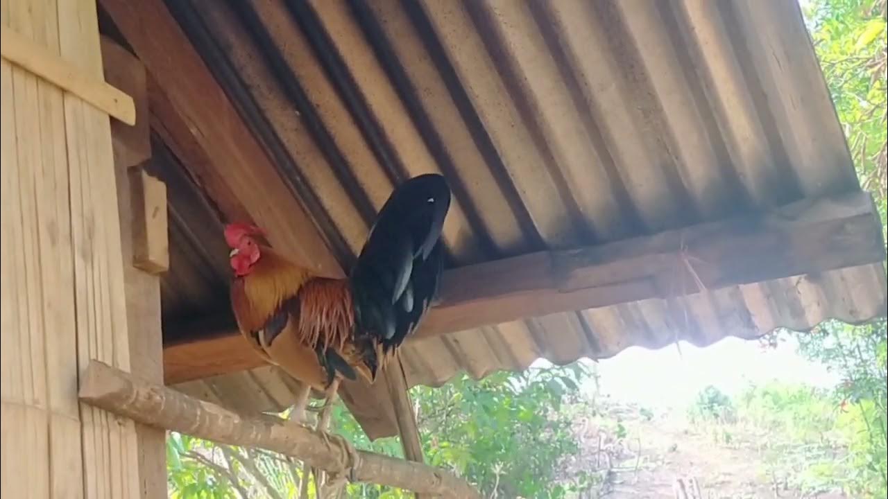 saib qaib dib daj cuab tuaj zoo heev17/5/ 2023 - YouTube