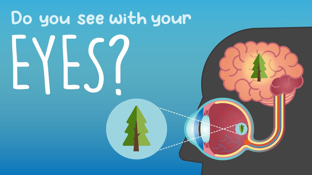 Buddhist philosophy: Consciousness and seeing - Do you see with just ...