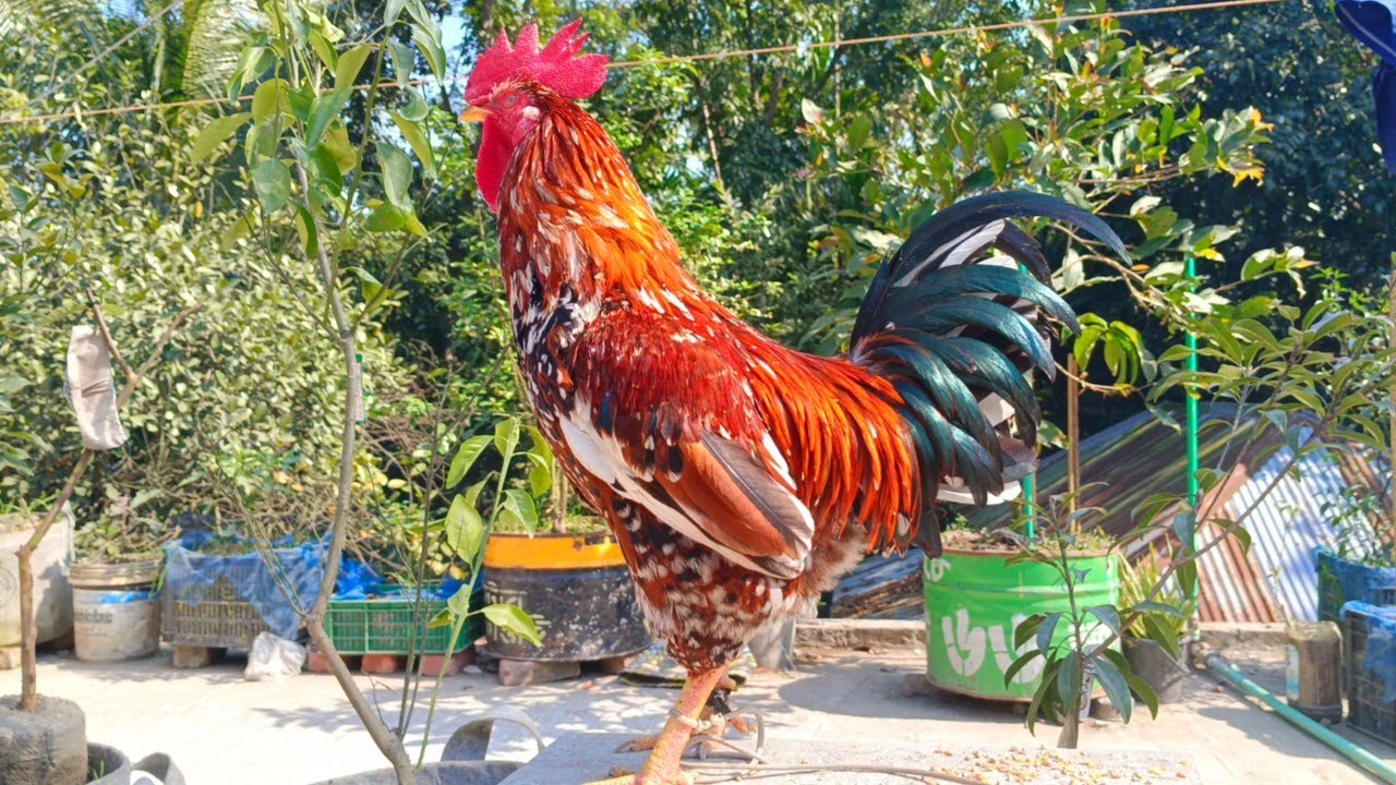 Rooster Calling | Rooster calling in the morning | Rooster crowing ...