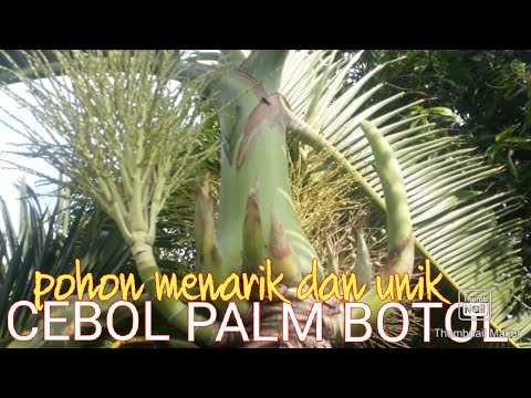 Palm Botol - YouTube