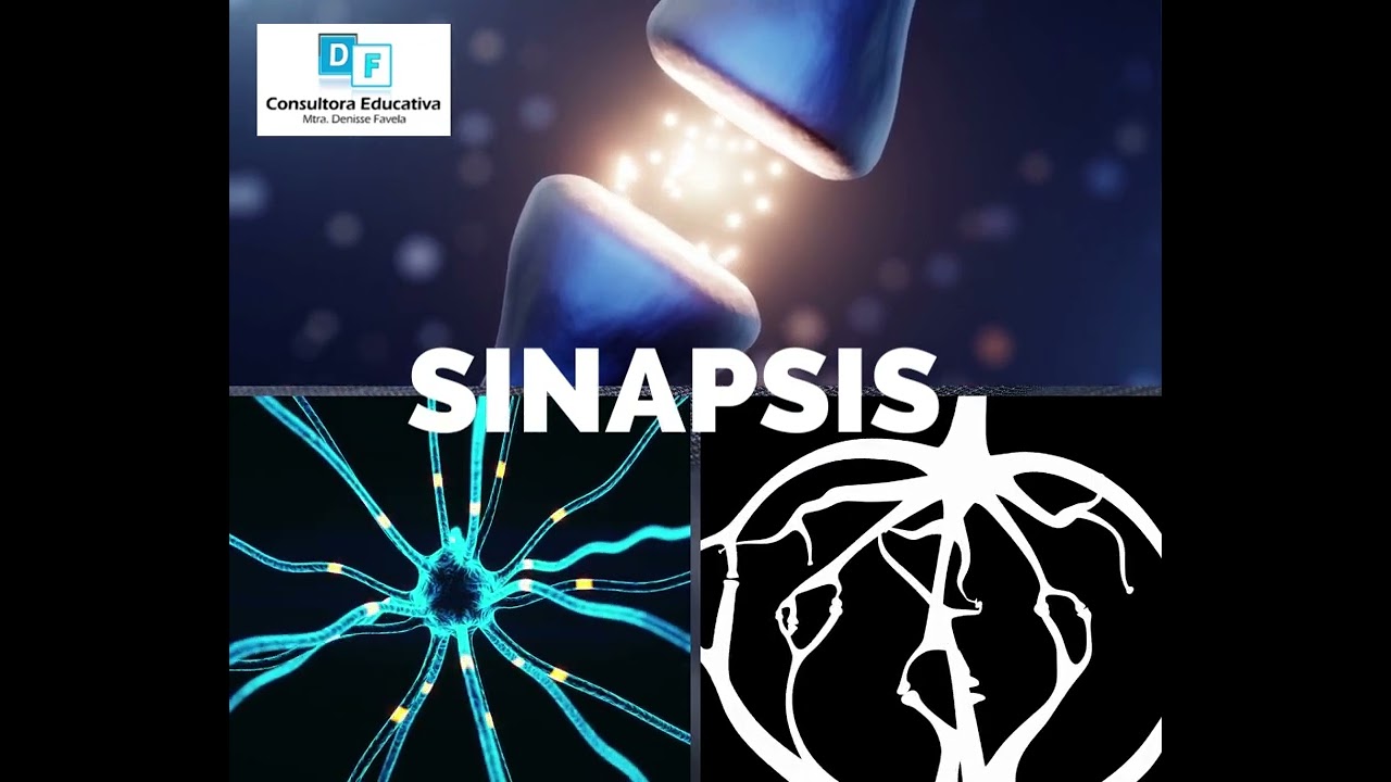 Representación de la sinapsis - YouTube