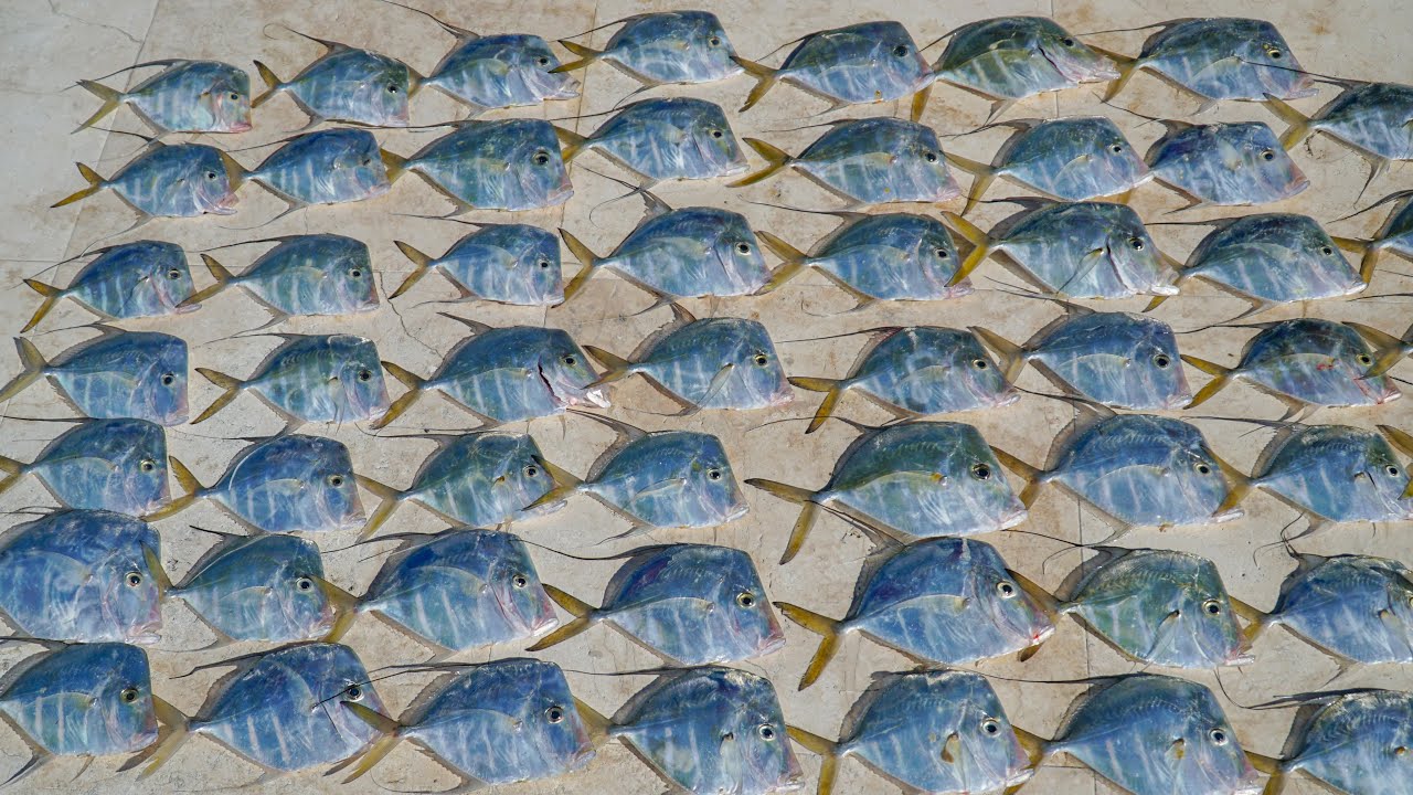 $200 Aquarium Fish for Dinner! Catch Clean cook (Lookdown "Moonfish ...