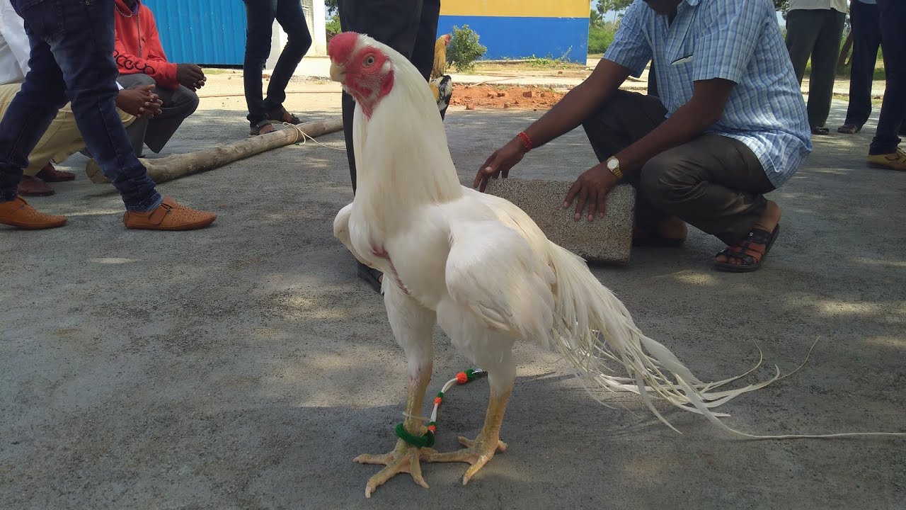 kili mooku Visirivaal seval | Heavy size Kilimooku Visirivaal seval ...