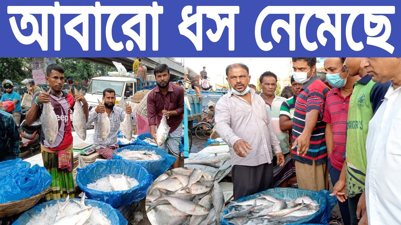 ২৭/০৮/২০২২ আজ ইলিশের দাম আরো চরম ভাবে কমছে।। ilish fish price today ...