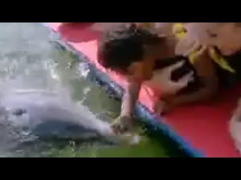 Girl Swimming with Dolphins | BBC Studios