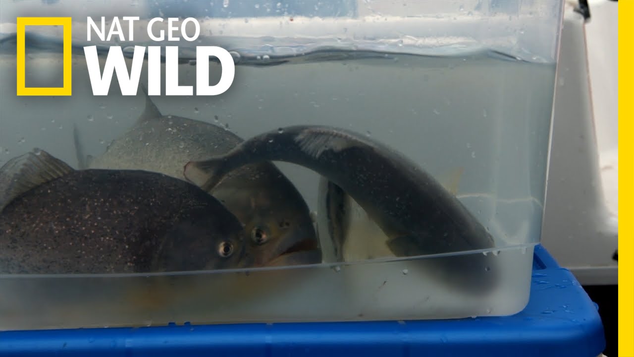 Piranha Plague | Monster Fish - YouTube