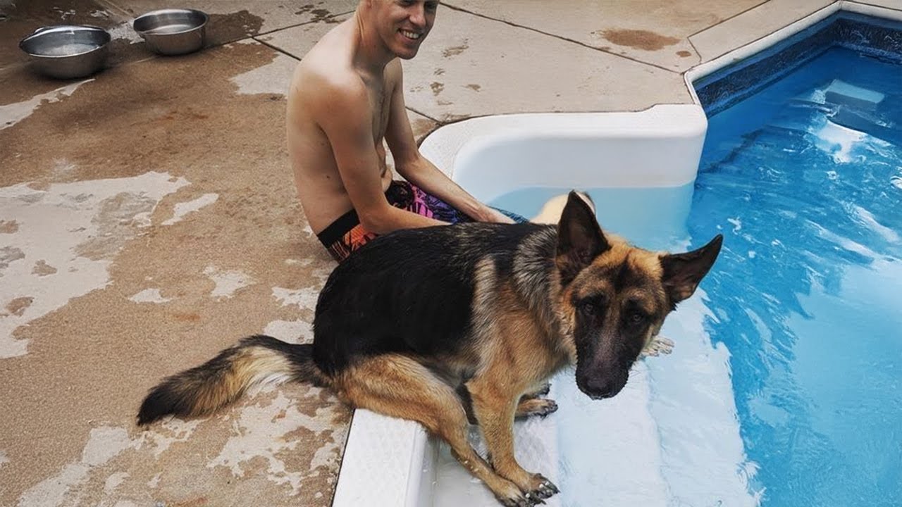 When You Live with a Comedian Dog 😂 Funny Dog and Human Videos - YouTube