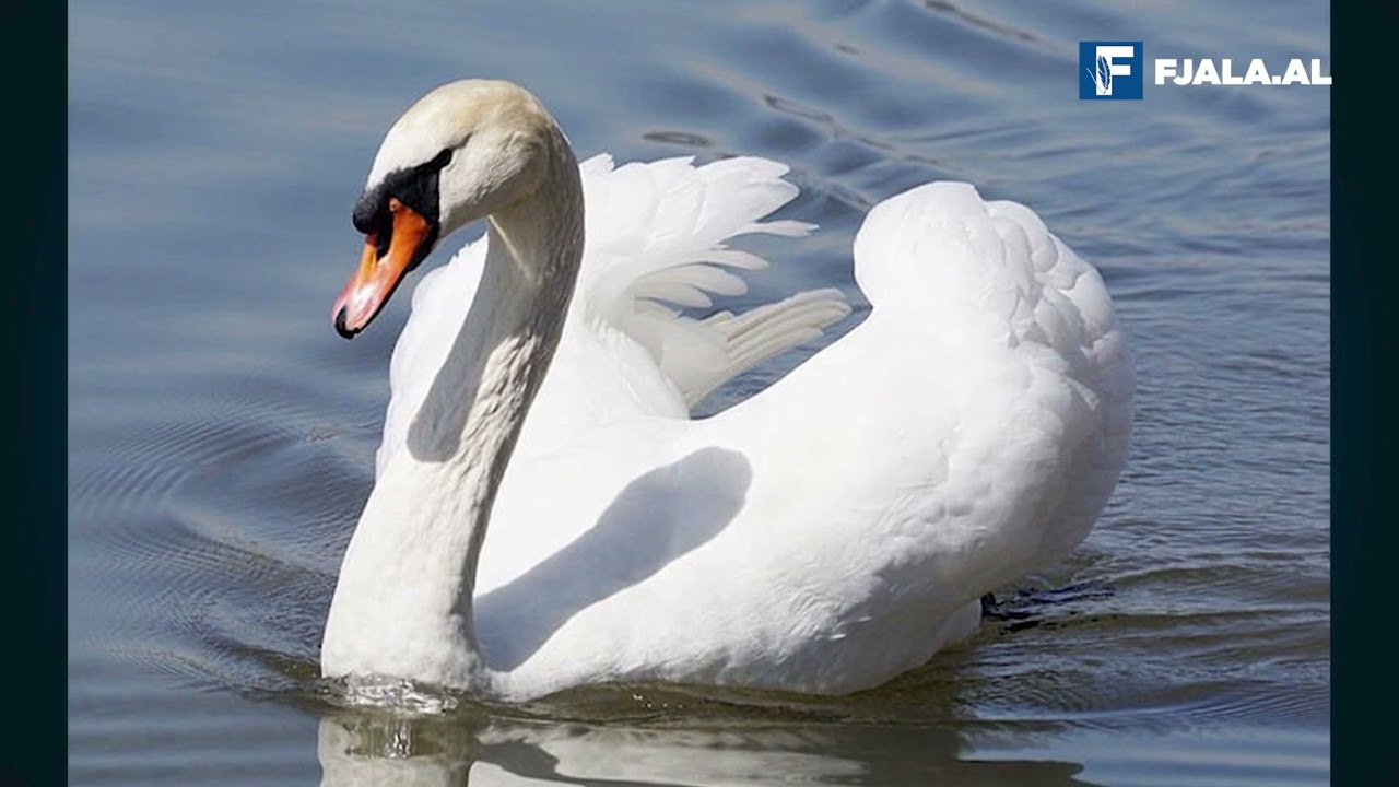 Mjelmat, karakteristikat e tyre - YouTube