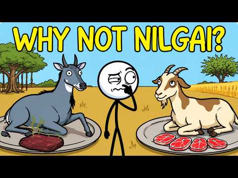 Why Don’t We Eat Nilgai ? The Mystery of 30,000 Wild Antelope...