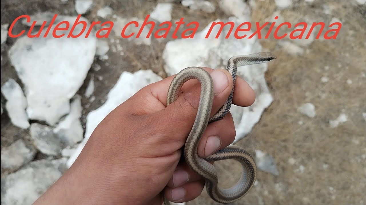 Culebra chata mexicana - YouTube