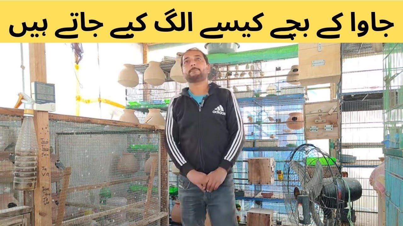 Java k chicks kese alag krne chaiye hn | 31 January 2025 - YouTube