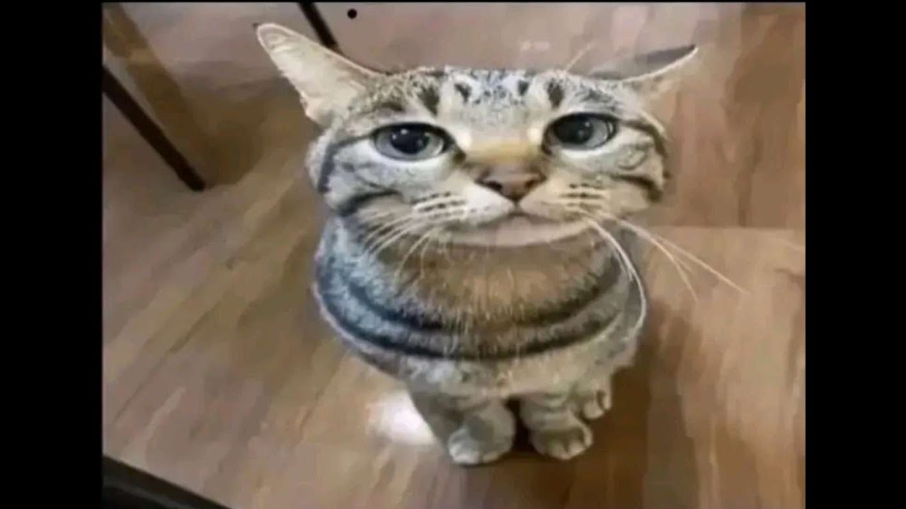 poopy rizz time chapter: skib - YouTube